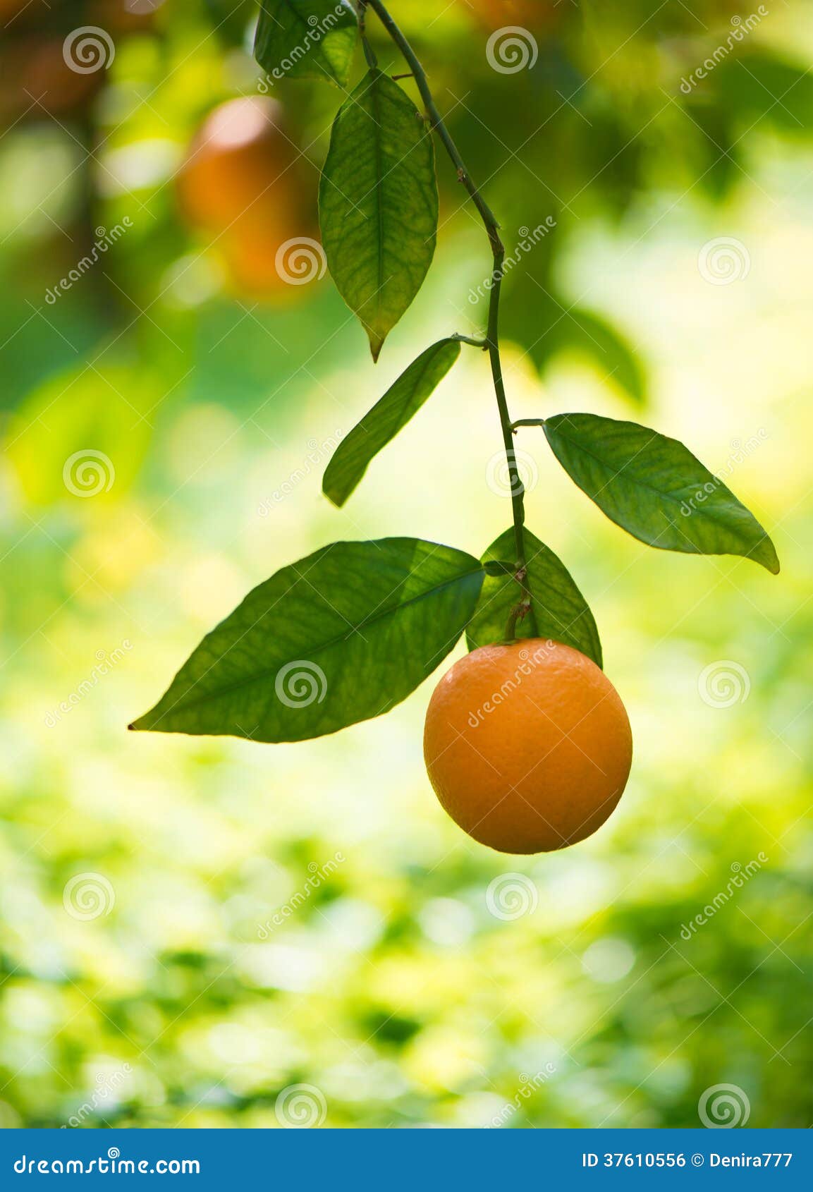 Orange on a branch stock photo. Image of nature, orchard - 37610556