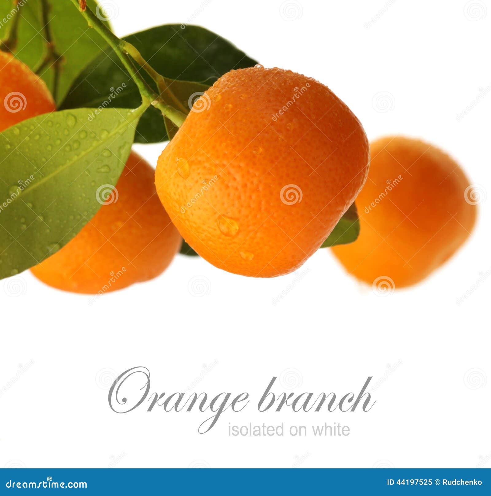 Orange branch isolated stock image. Image of tangerine - 44197525