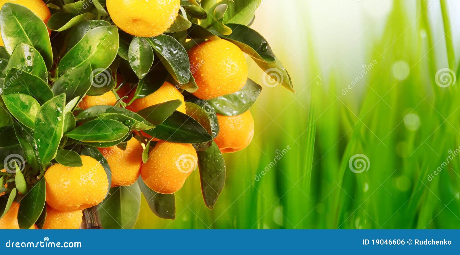 Orange branch with leaf stock photo. Image of growth - 19046606