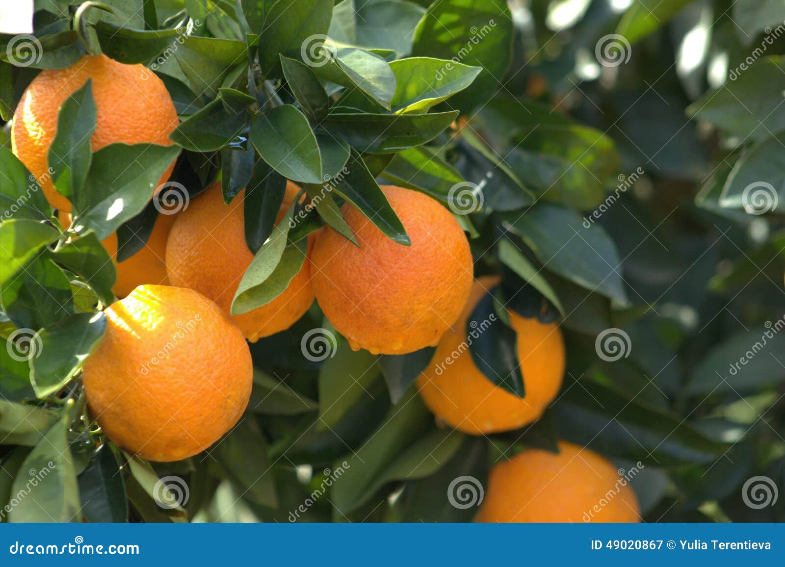 Orange, branch orange tree stock image. Image of outdoor - 49020867
