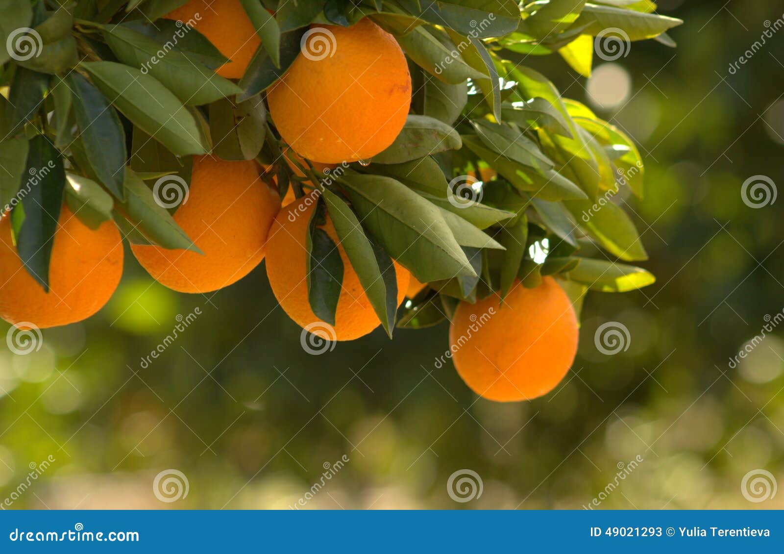 Orange, branch orange tree stock image. Image of fruit - 49021293