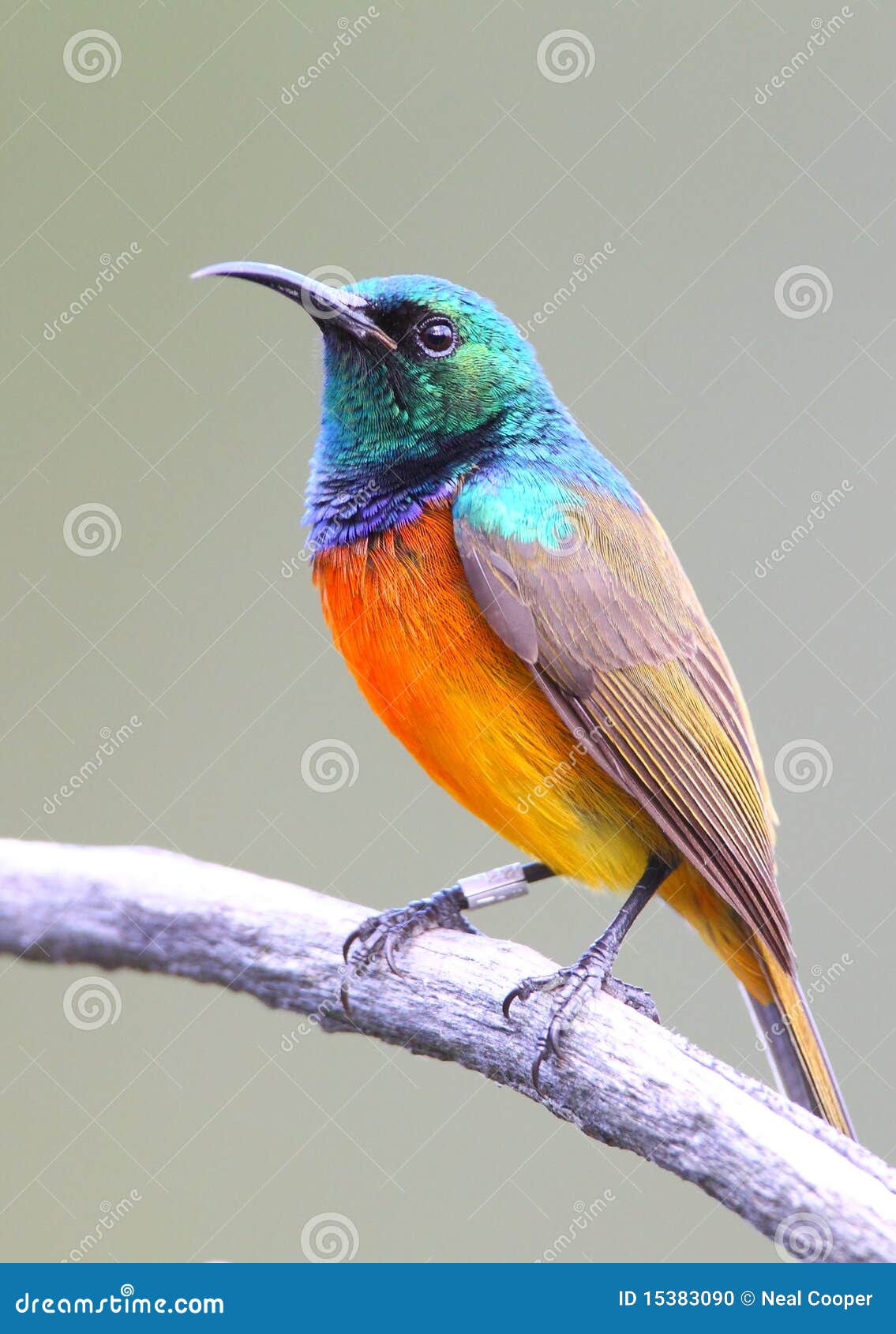 Orange Breasted Sunbird stock photo. Image of bird, migrant - 15383090