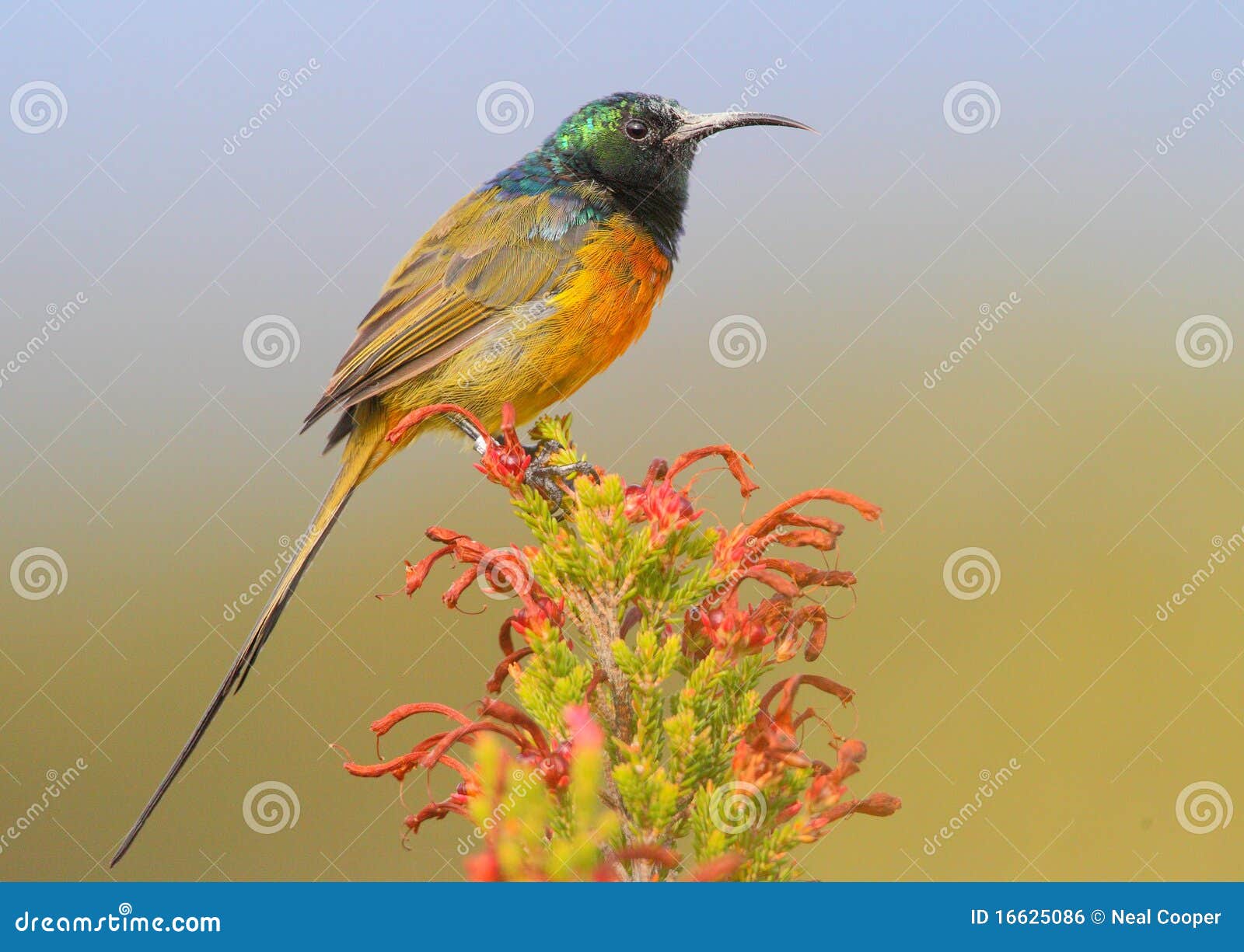 Orange Breasted Sunbird stock photo. Image of birds, sunbird - 16625086