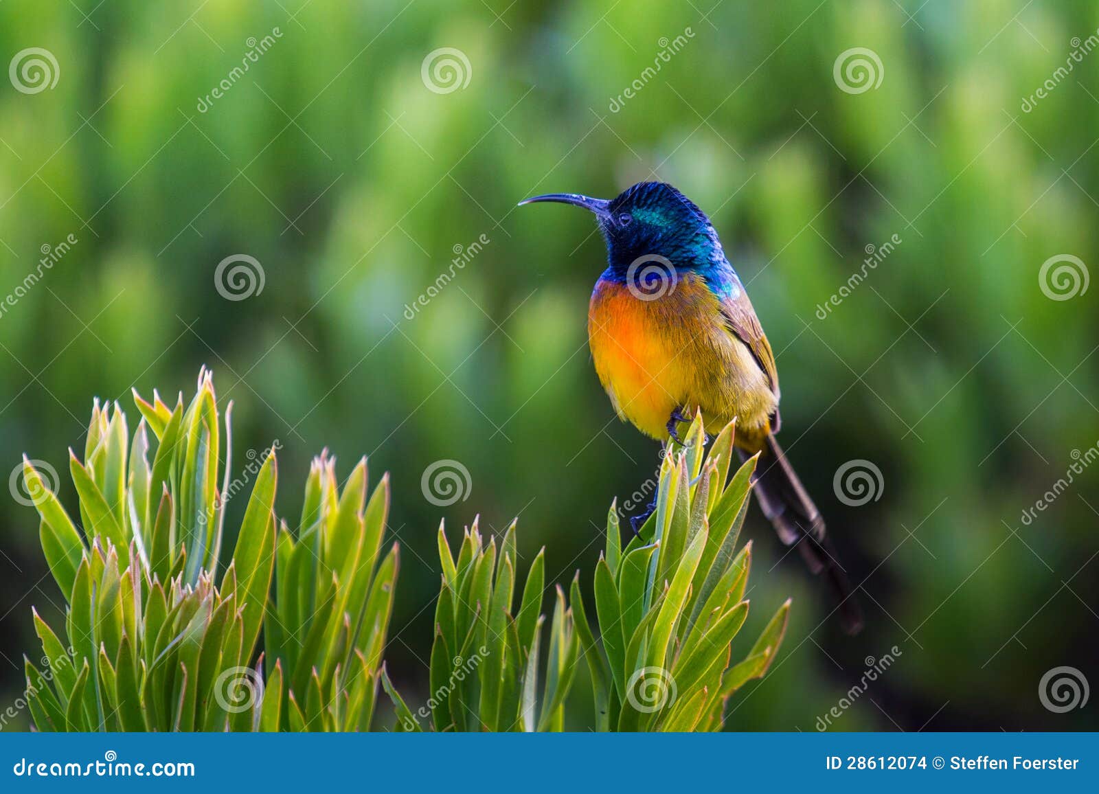 Orange-breasted sunbird stock photo. Image of color, colour - 28612074