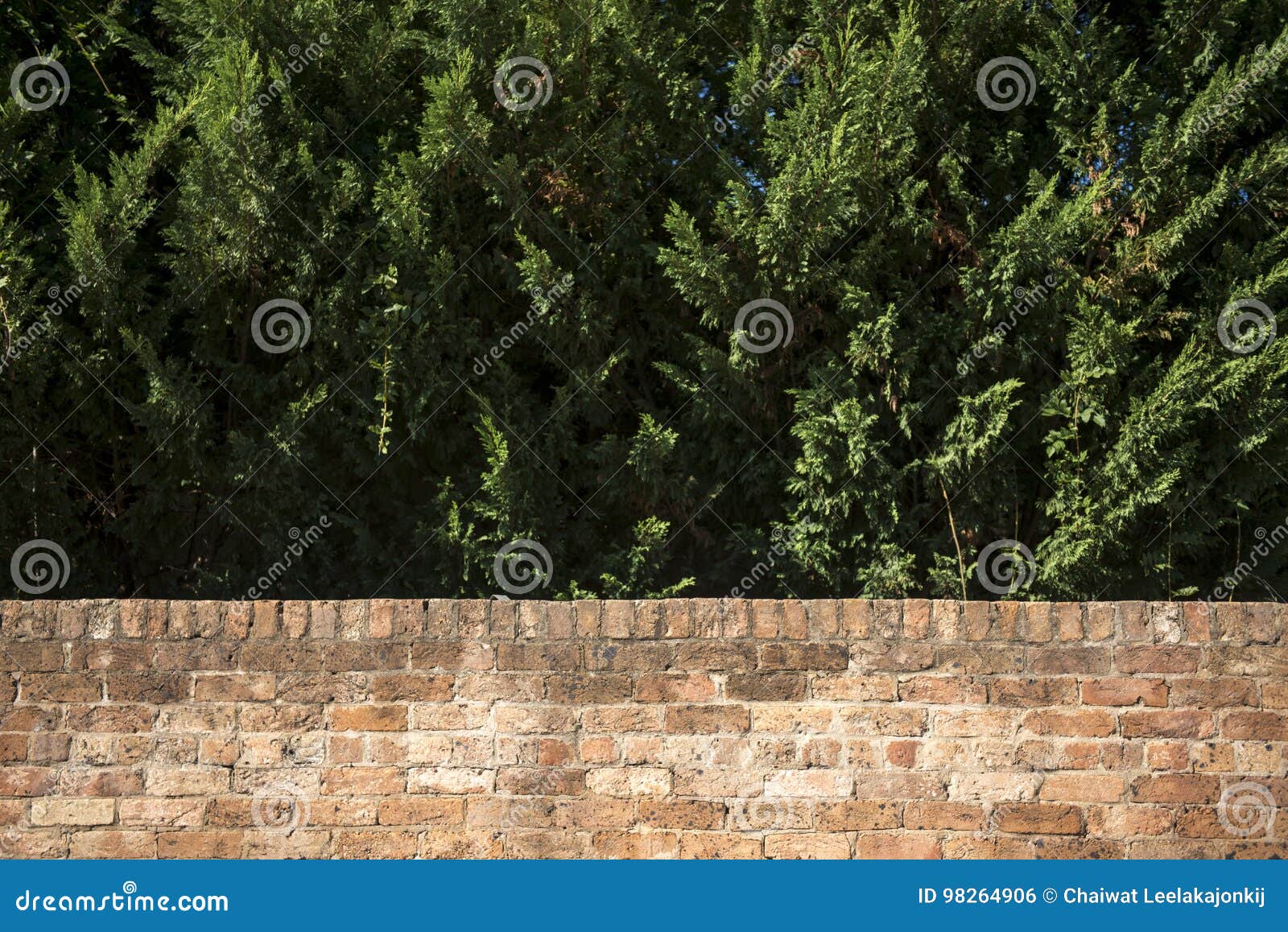 Brick wall with tree stock photo. Image of graffiti, construction ...