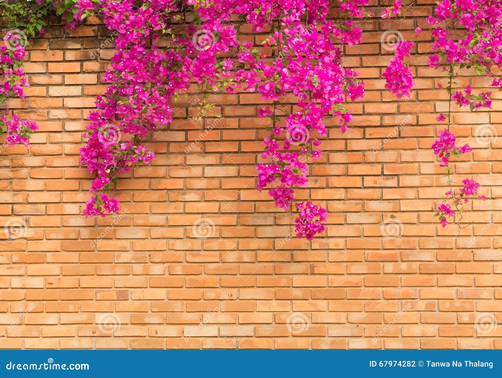 Orange Brick Wall with Pink Flowers Texture Background Stock Photo ...