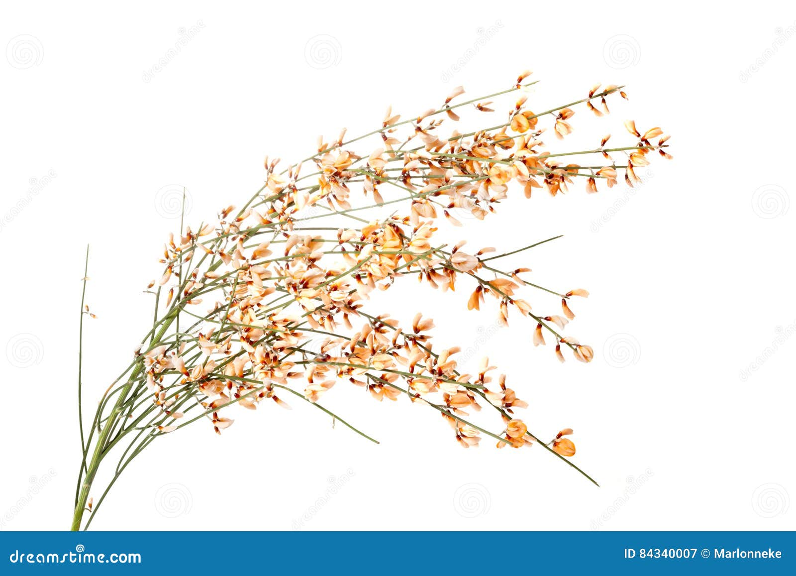 Orange broom stock image. Image of orange, background - 84340007