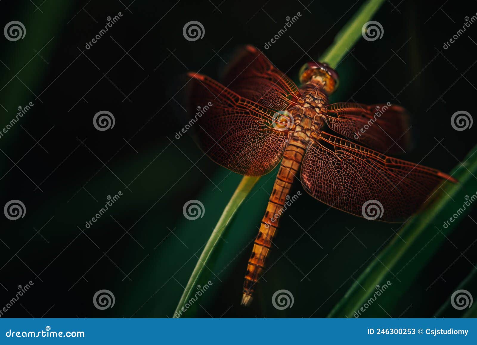 The Dragonfly with Beautiful Pattern Wings Texture Stock Image - Image ...