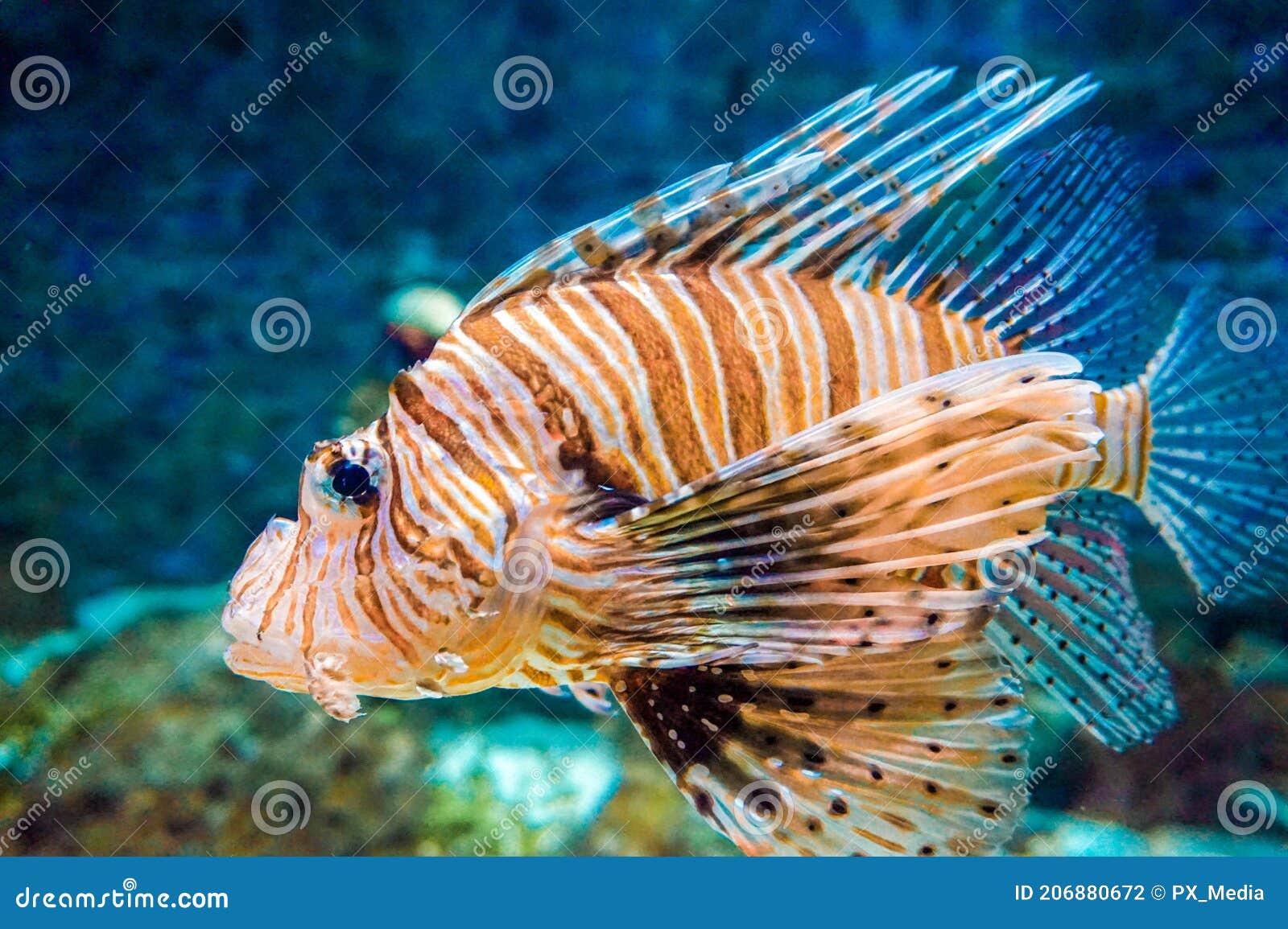 Orange, Brown and White Venomous Coral Reef Fish Stock Photo - Image of ...