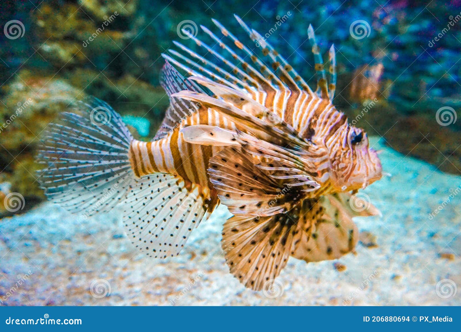 Orange, Brown and White Venomous Coral Reef Fish Stock Photo - Image of ...