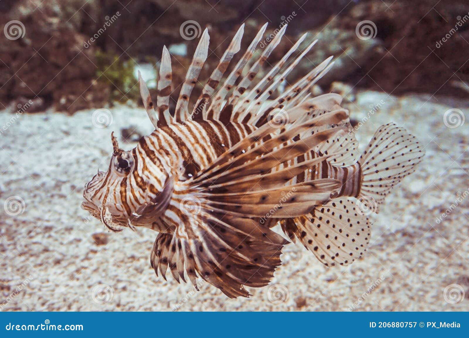 Orange, Brown and White Venomous Coral Reef Fish Stock Image - Image of ...
