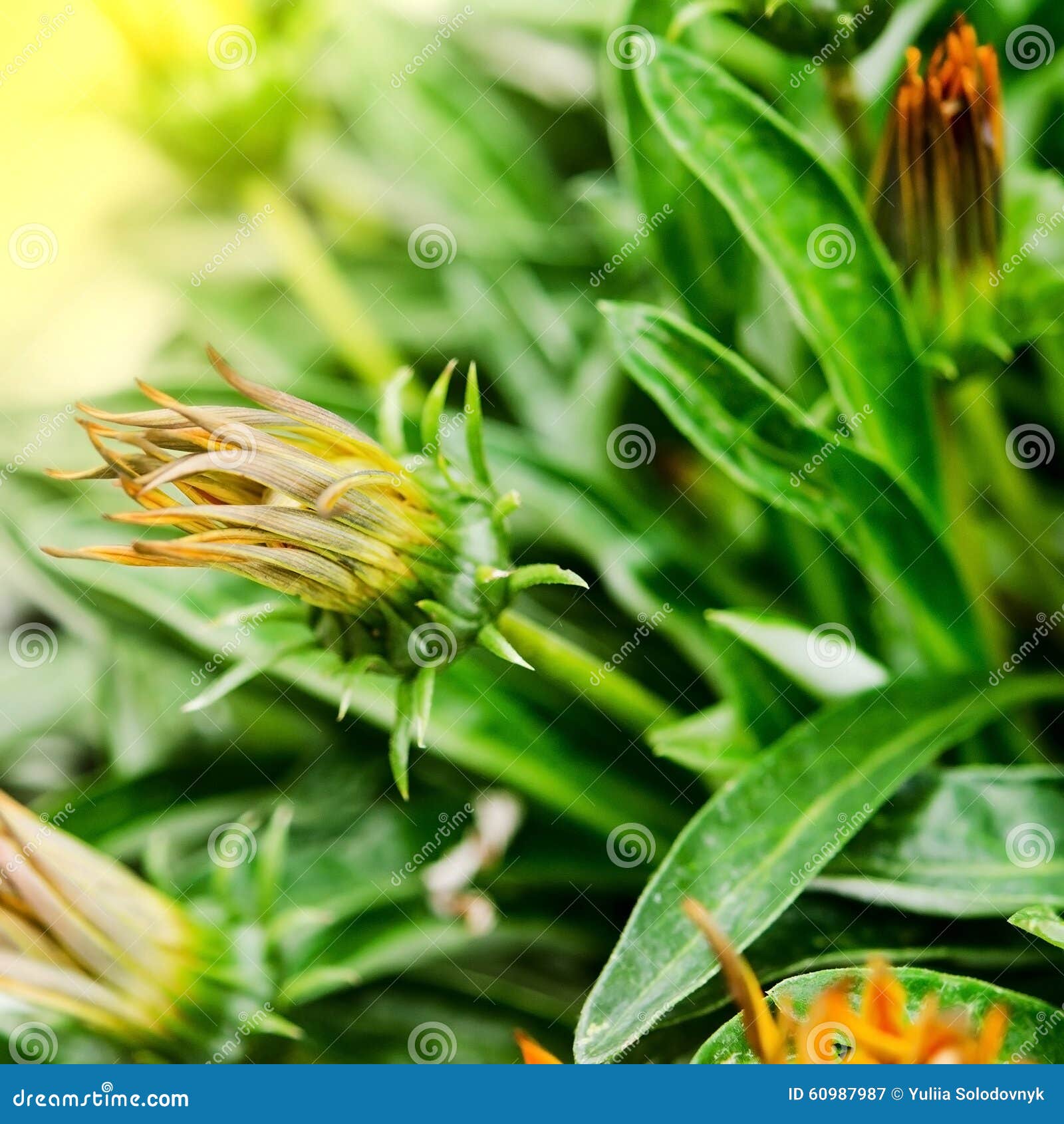 Orange buds stock image. Image of ethereal, blossom, outdoors - 60987987