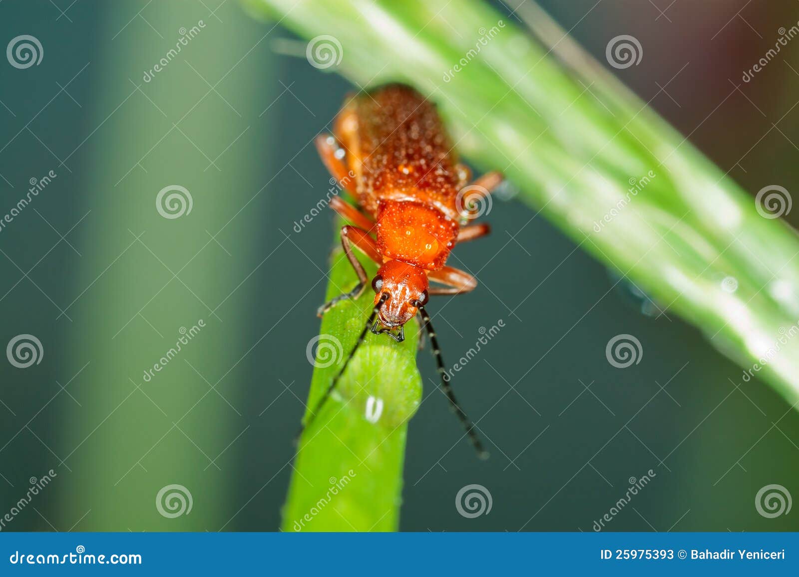Orange Bug stock image. Image of wings, field, bush, garden - 25975393