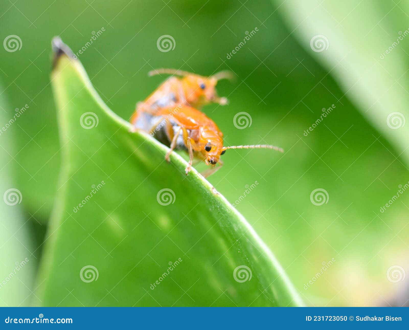 Bugs, Insects, Invasive Species, Spotted Lanternfly, Pennsylvania, USA ...