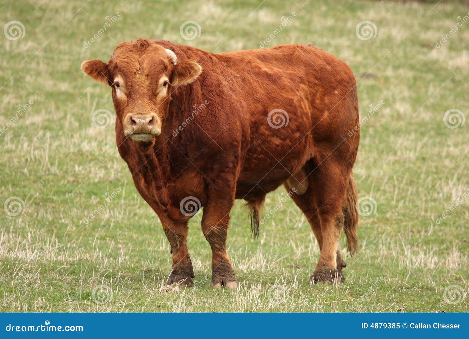 Orange Bull, Royal Deeside stock image. Image of curious - 4879385