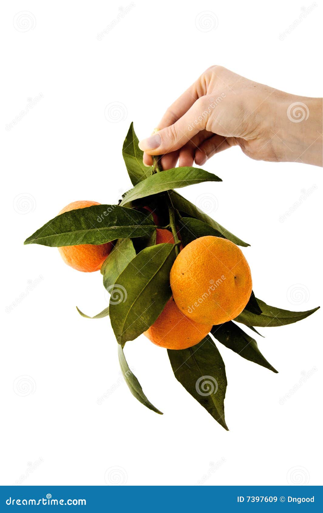 Orange bunch - held stock image. Image of bright, breakfast - 7397609