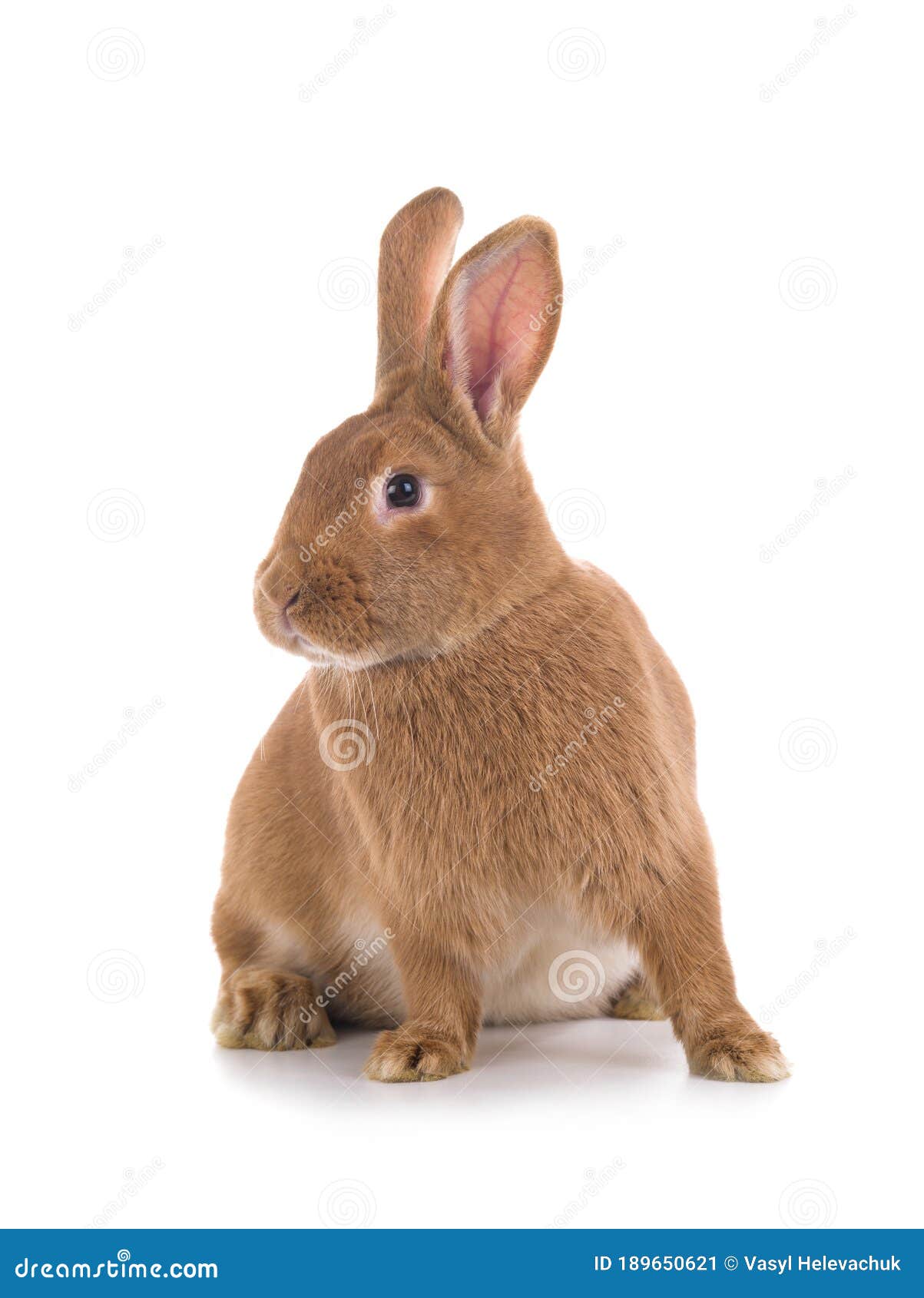 Orange Bunny. Super Cute Lop Dwarf Rabbit On Isolated White Background ...
