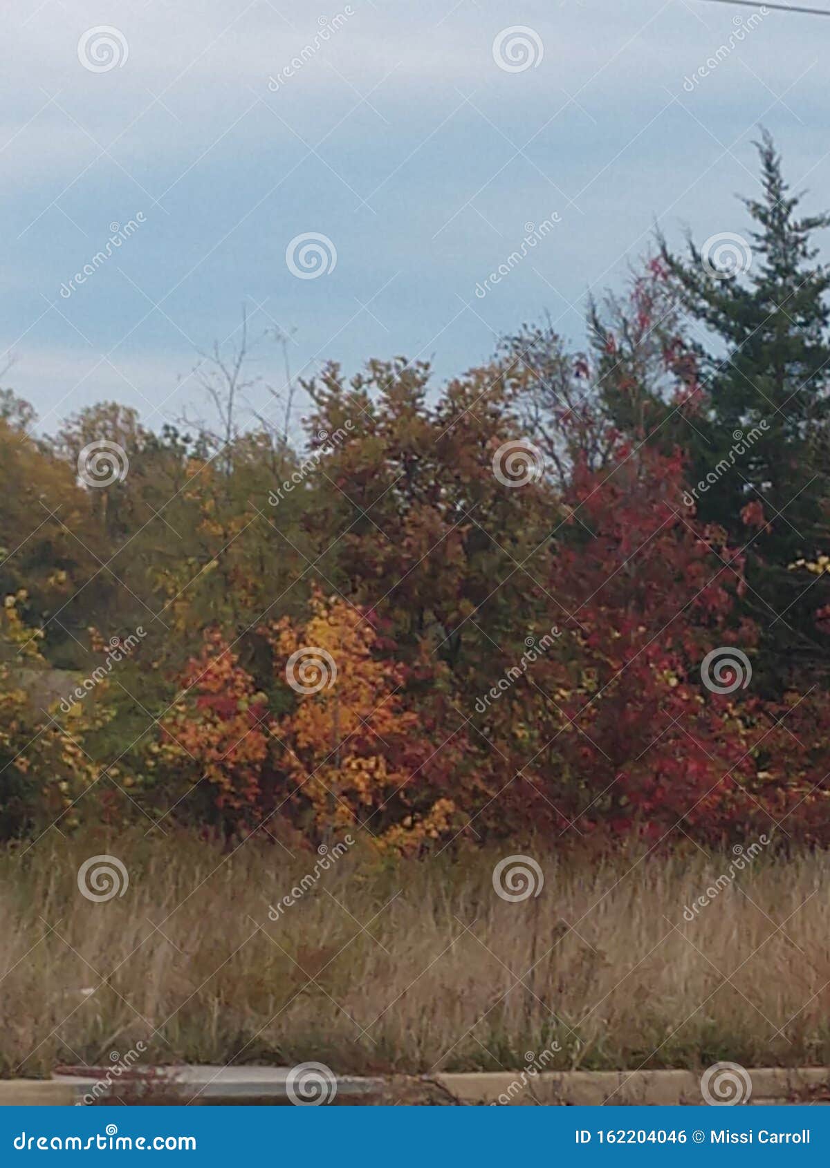 Orange Burnt Sienna Trees Field Stock Photo - Image of sienna, trees ...