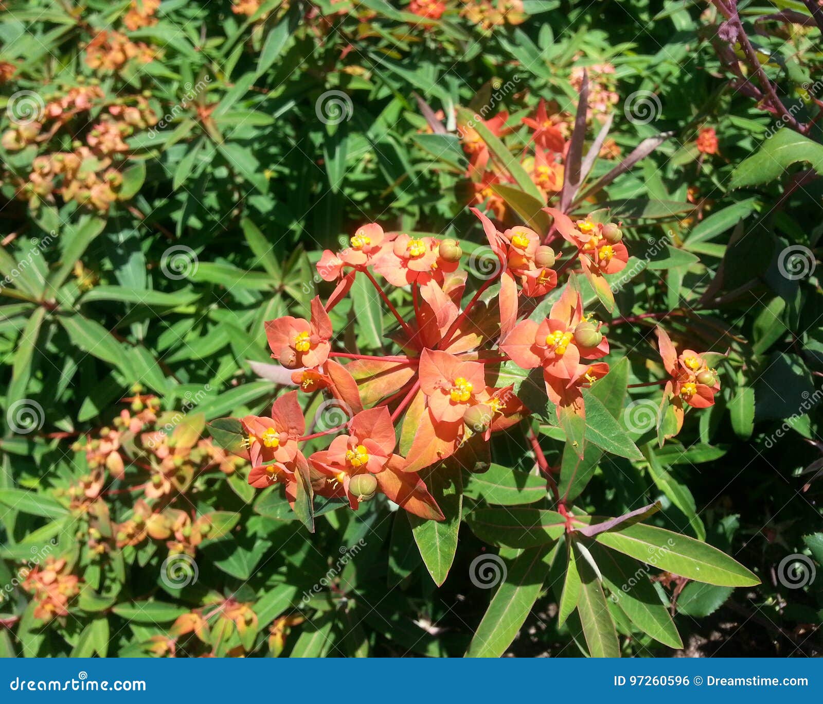 Orange Bush Flowers stock photo. Image of humboldt, garden - 97260596