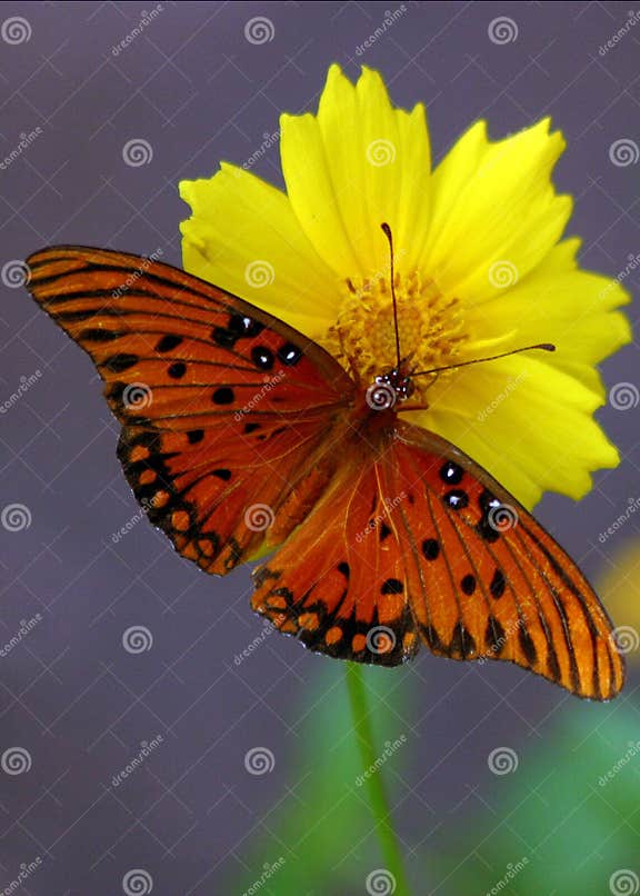 Orange butterfly stock image. Image of spots, wings, flying - 122243