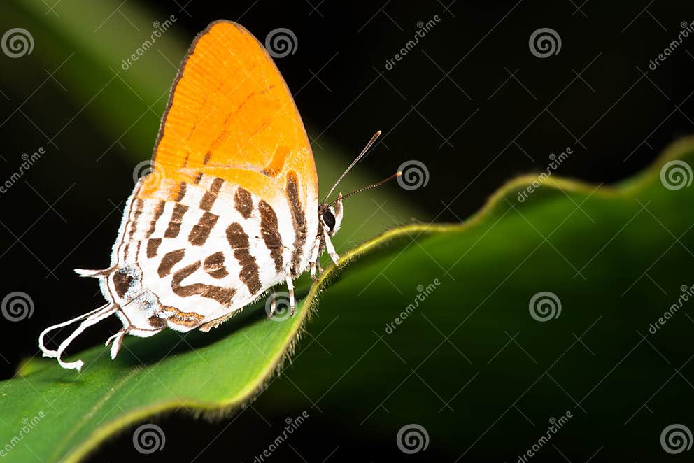 Orange Butterfly stock image. Image of butterfly, colorful - 25404933