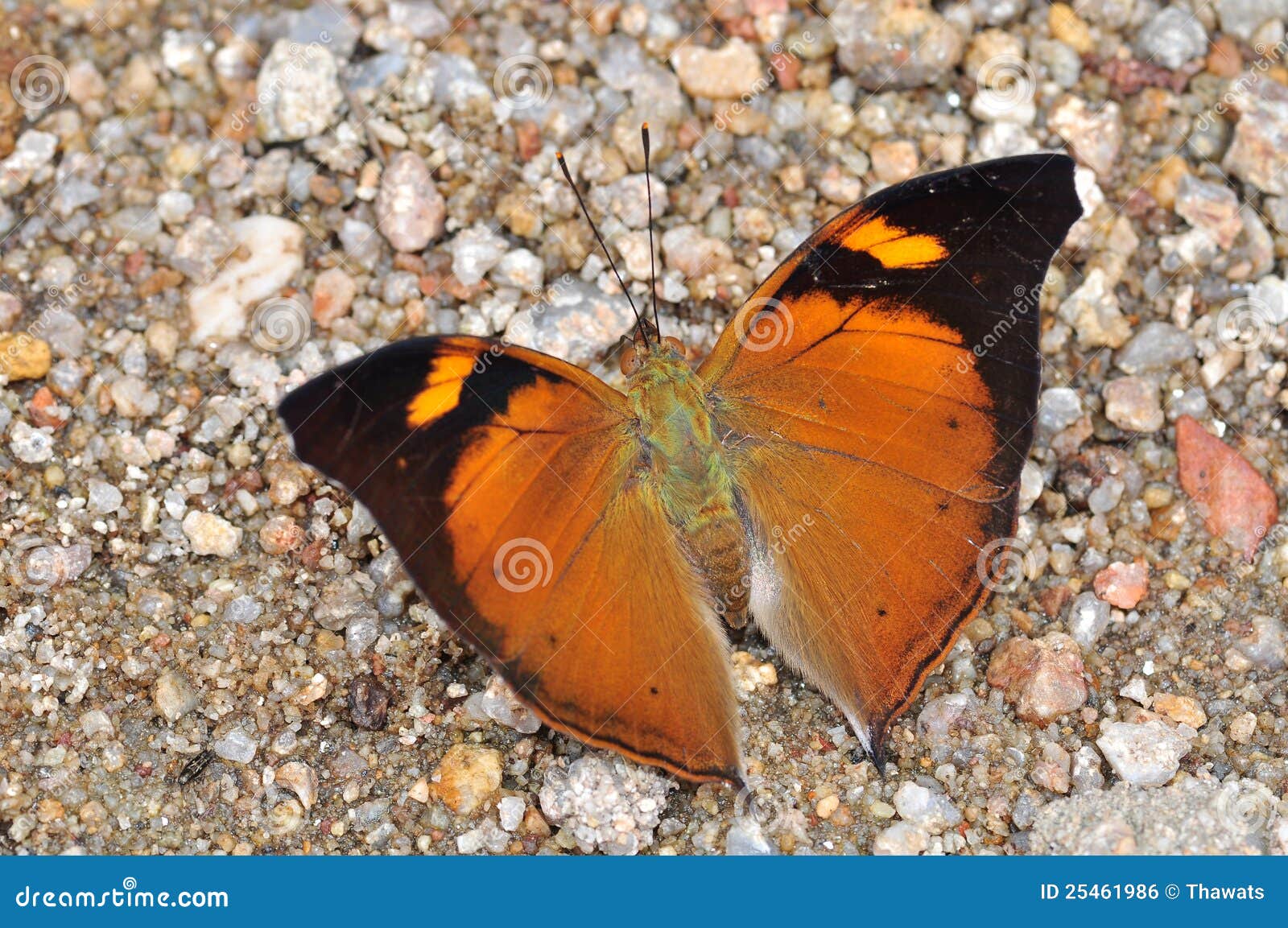 Orange butterfly stock photo. Image of macro, beauty - 25461986