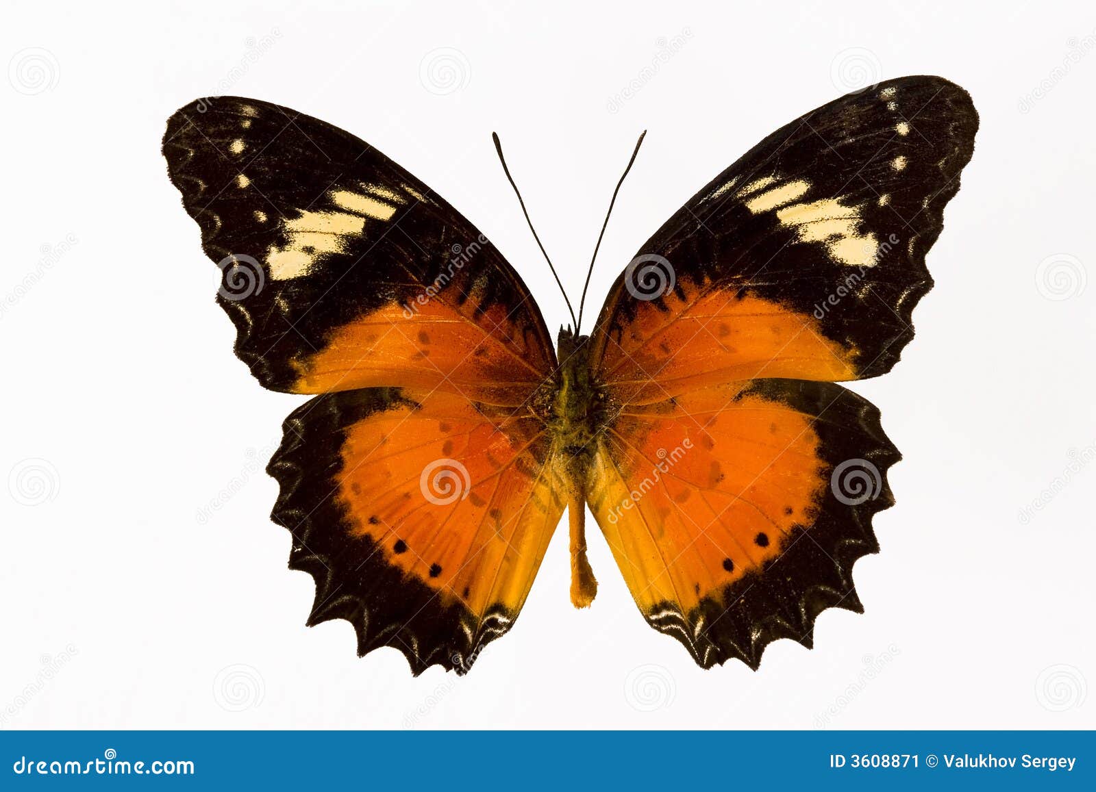 Orange Butterfly Stock Photography | CartoonDealer.com #102635324