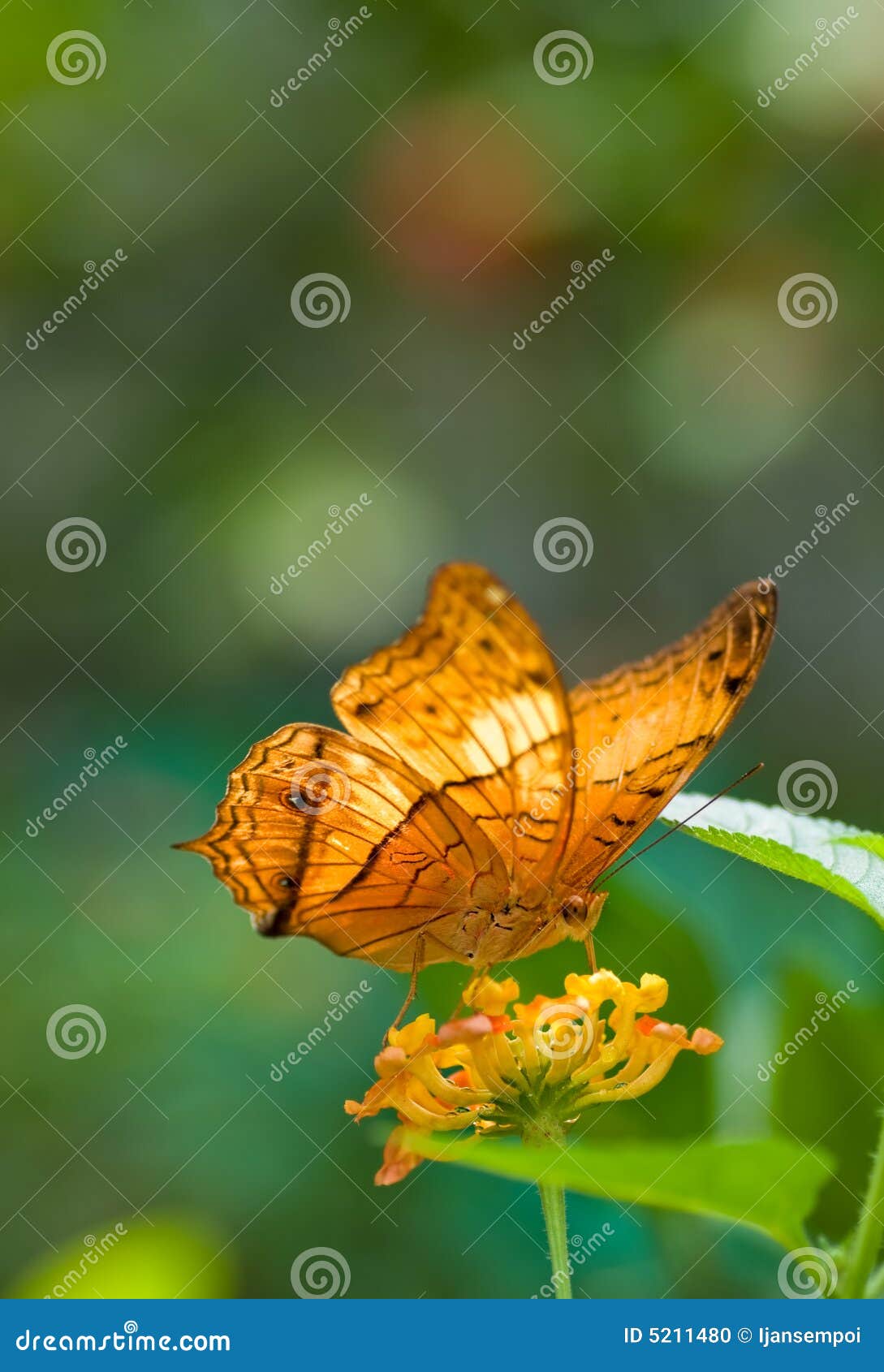 Orange butterfly stock photo. Image of plant, green, colorful - 5211480