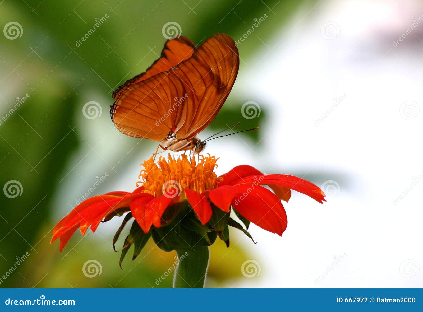 Orange Butterfly Stock Photography | CartoonDealer.com #102635324