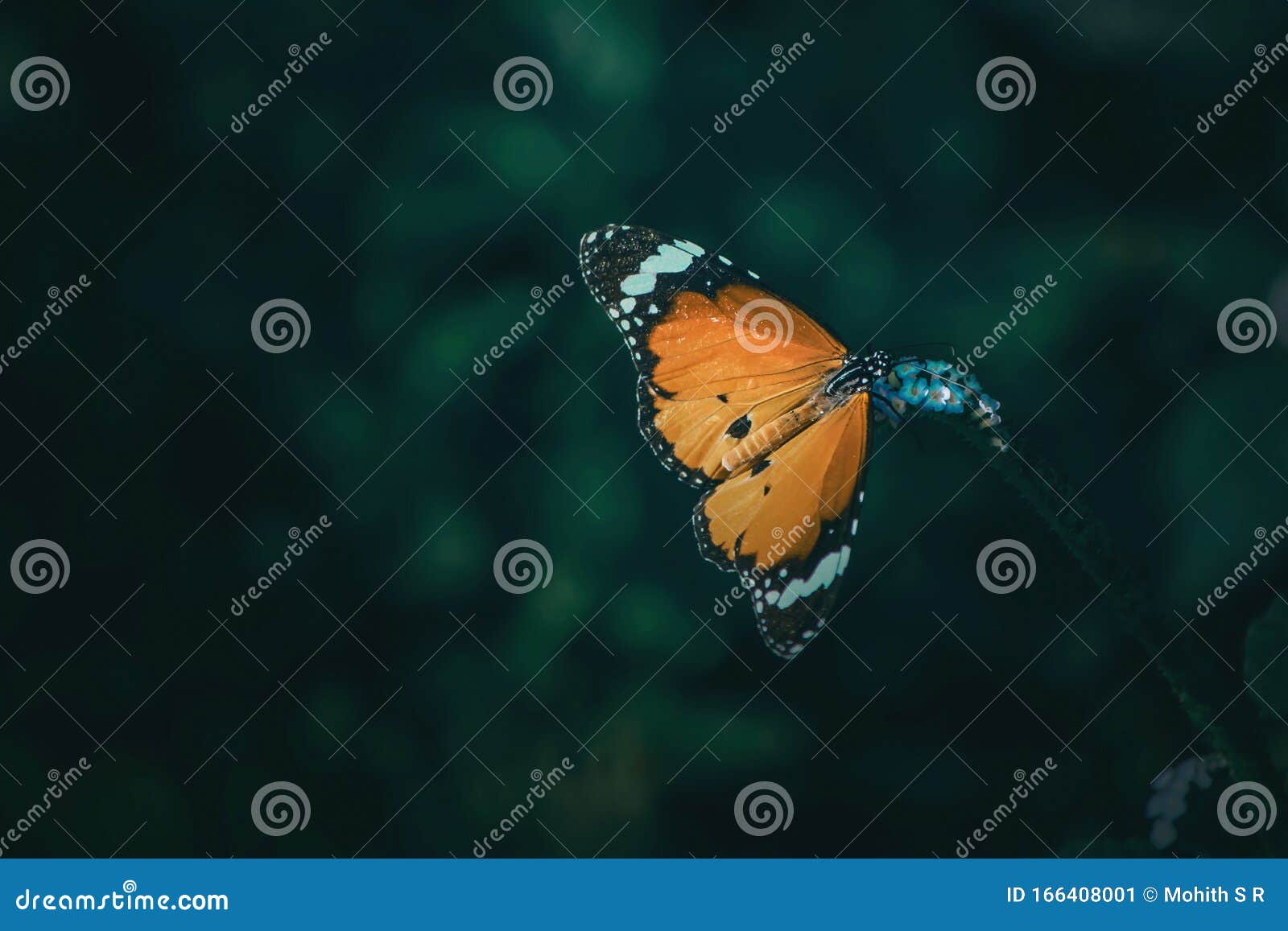 Orange Butterfly With Black And White Underneath at Maureen Baker blog