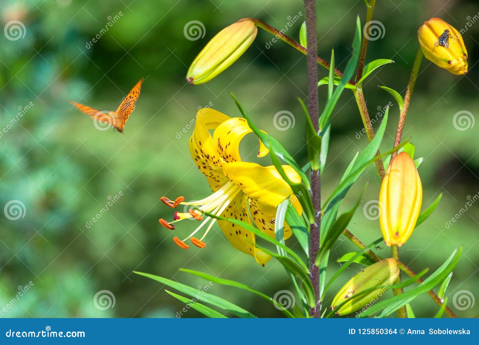 Orange Butterfly Flying in Air Next To Flower in Springtime Stock Photo ...