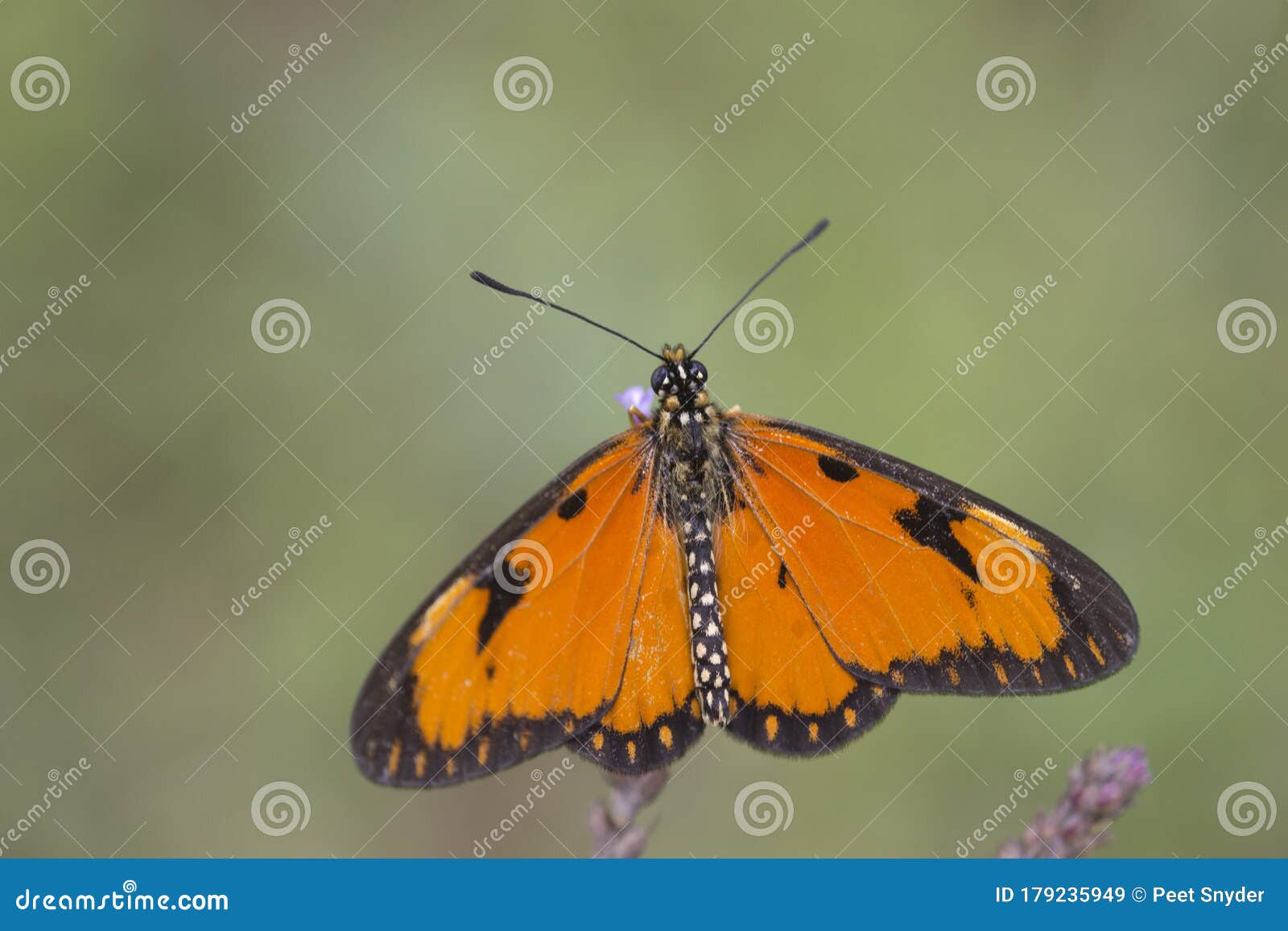Orange Butterfly with Open Wings Stock Image - Image of plant, wings ...
