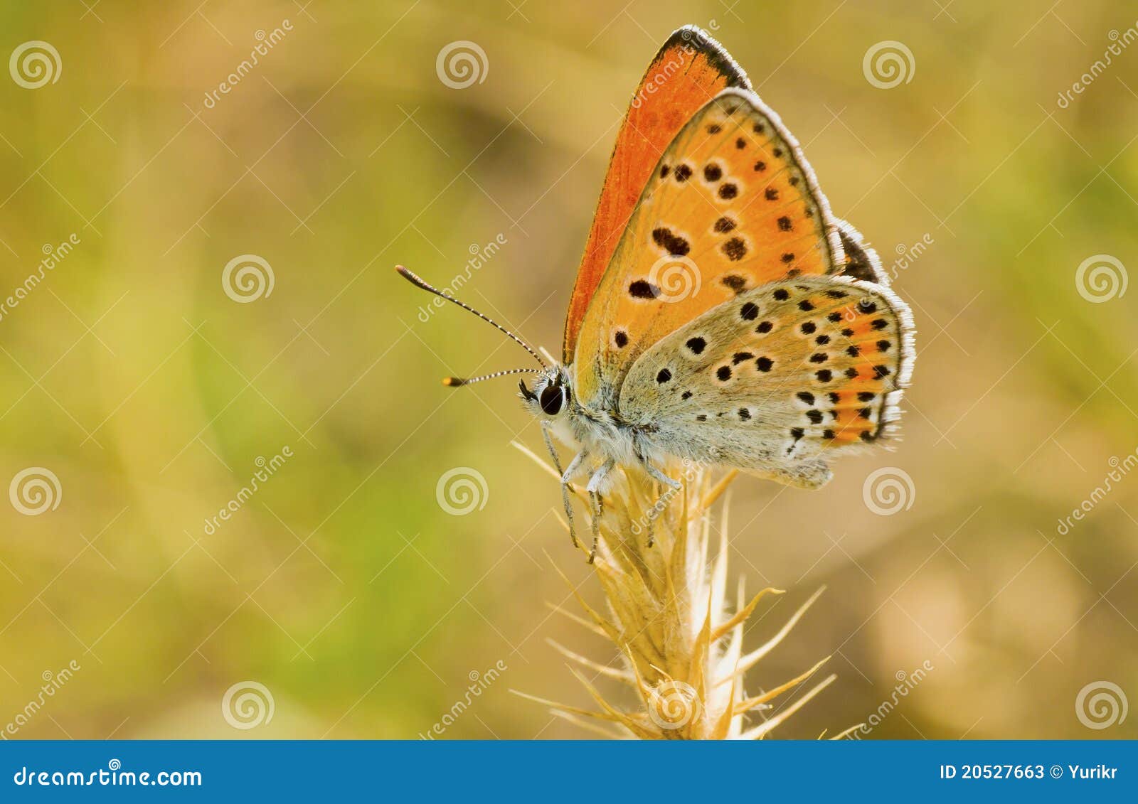 Orange Butterfly with Spotted Wings Stock Image - Image of proportion ...