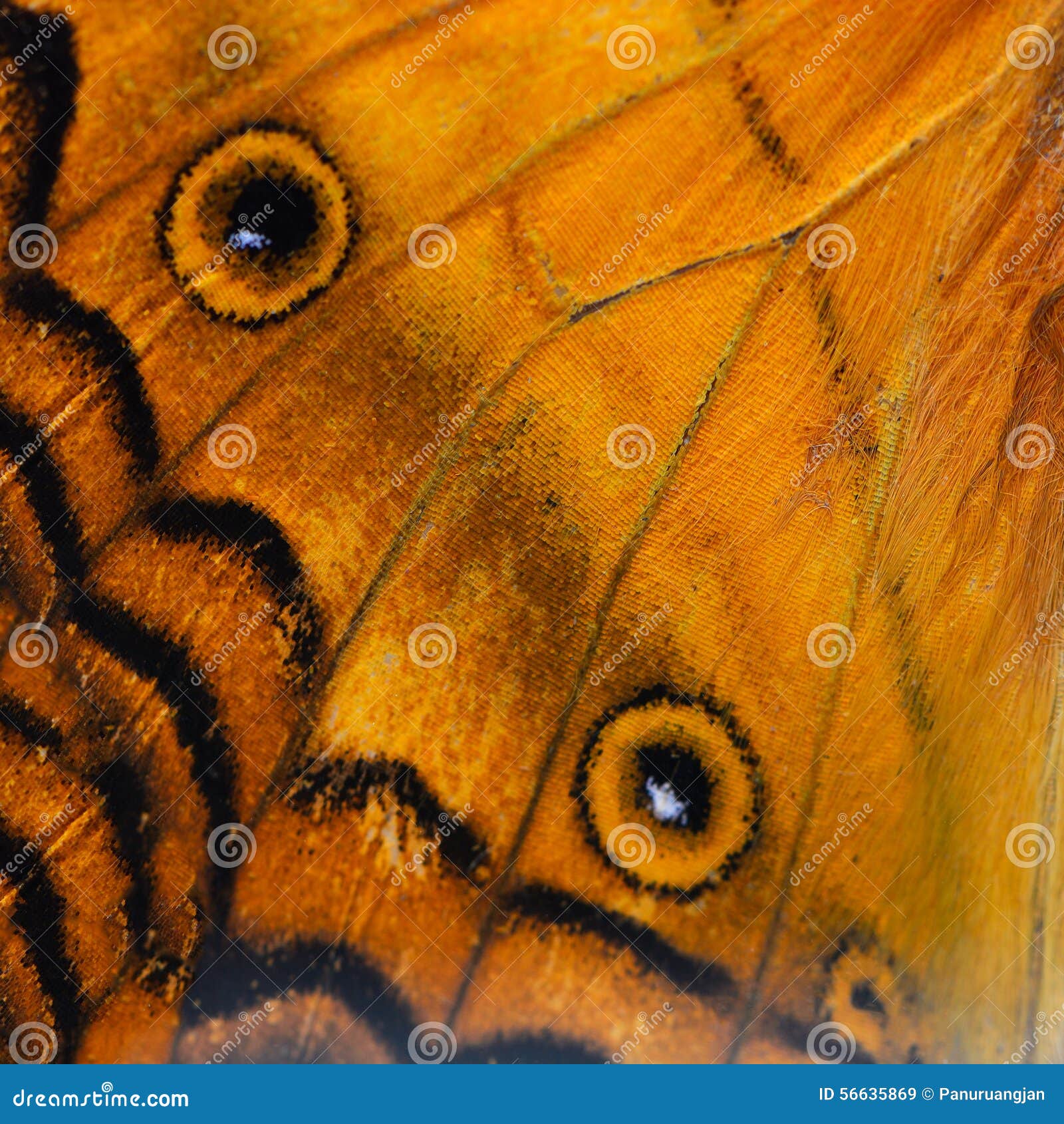 Orange butterfly wing stock image. Image of monarch, fragile - 56635869