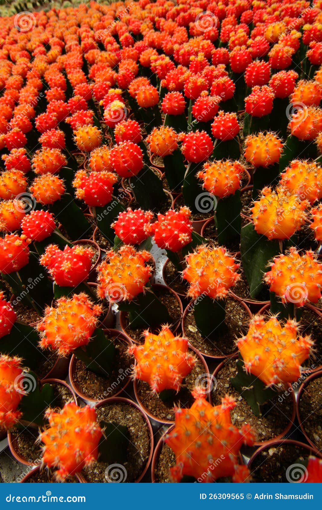 Orange cactus stock image. Image of orange, background - 26309565
