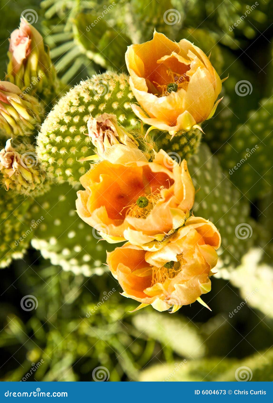 Orange Cactus Blossoms stock image. Image of green, sticker - 6004673