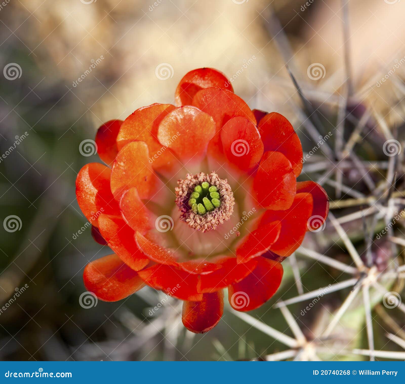 Orange Cactus Flower stock photo. Image of flora, macro - 20740268
