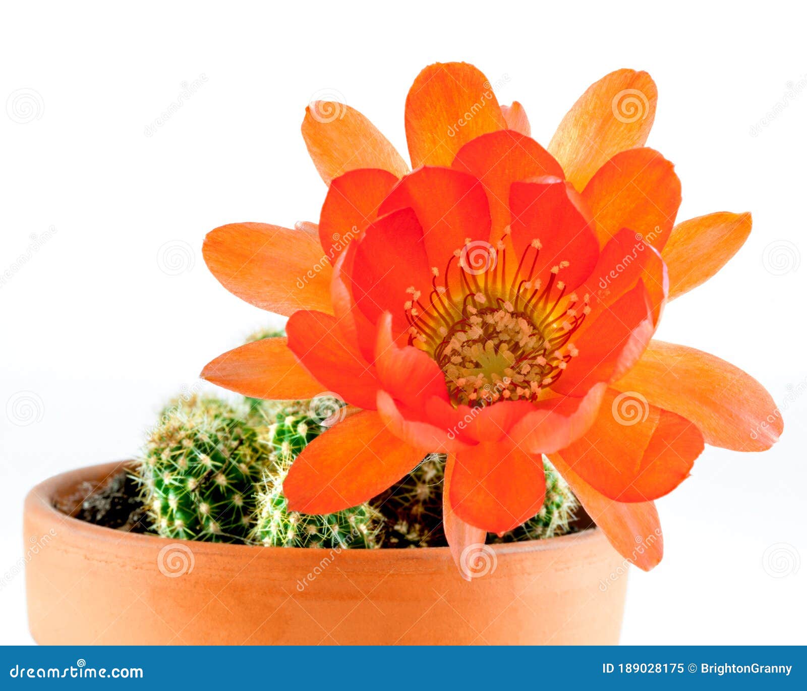 Cute Little Bright Orange Cactus Flower Stock Image - Image of exotic ...