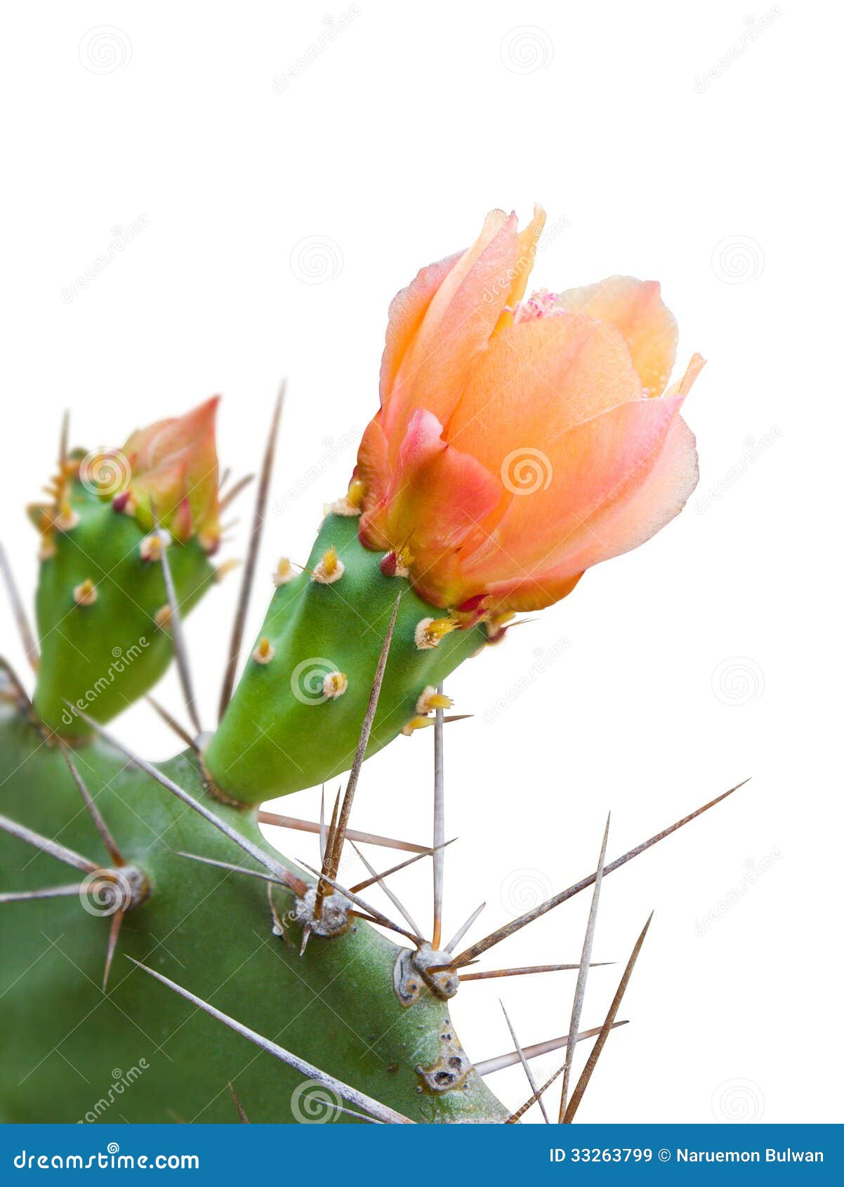 Orange Cactus Flower Isolated Stock Image - Image of flower, natural ...