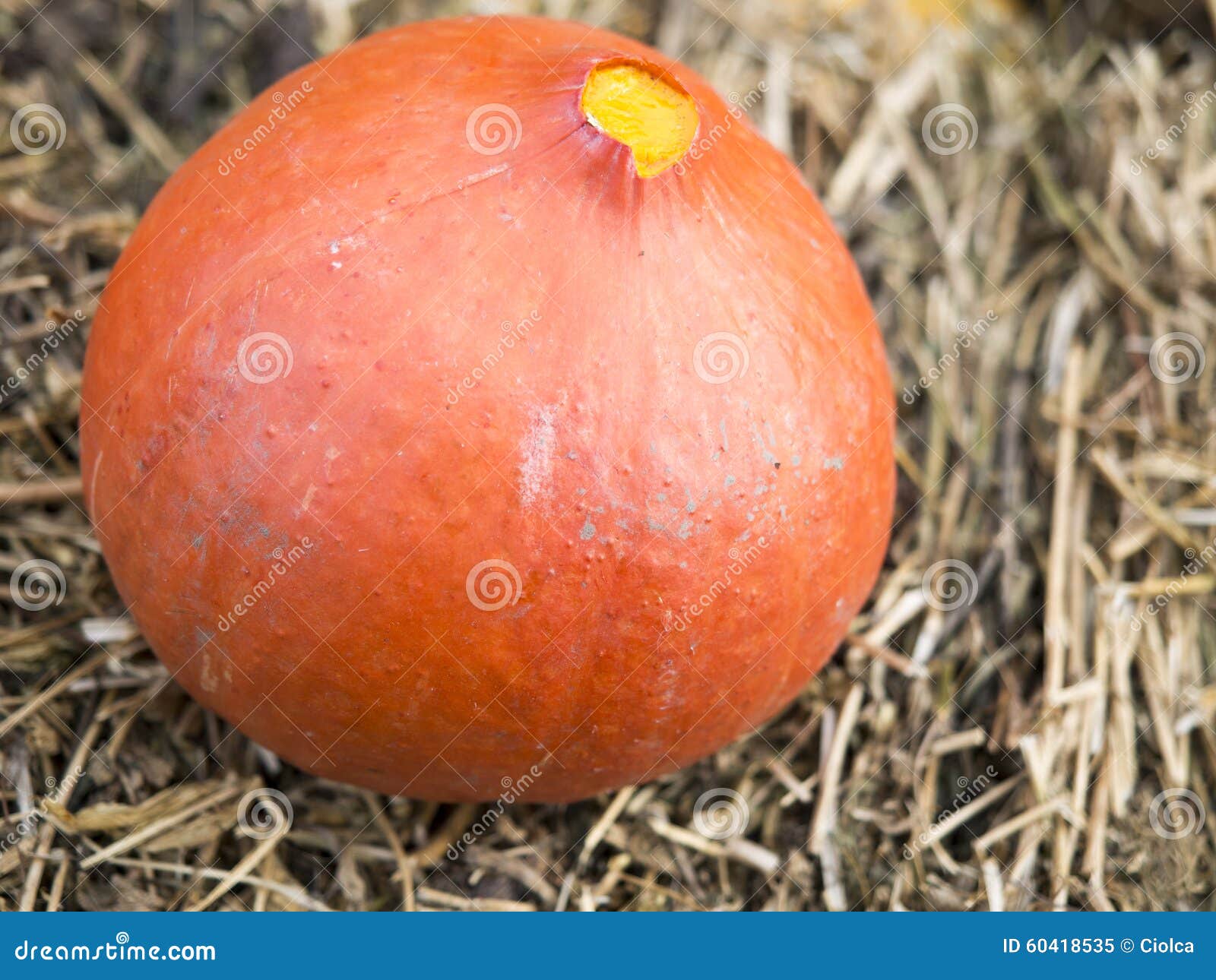 Orange calabash stock image. Image of thanksgiving, fall - 60418535