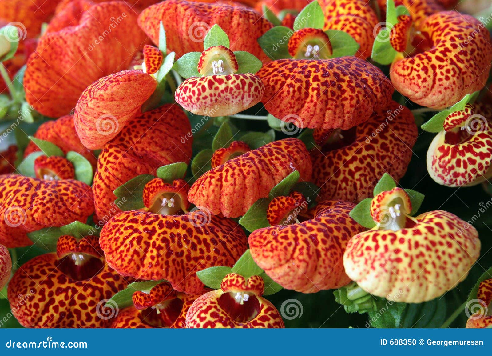 Orange Calceolaria stock photo. Image of wedding, plant - 688350