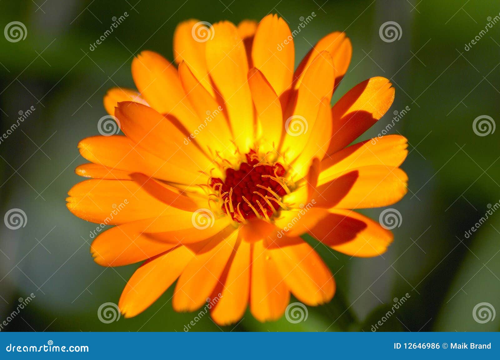 Orange calendula stock photo. Image of calendula, flower - 12646986