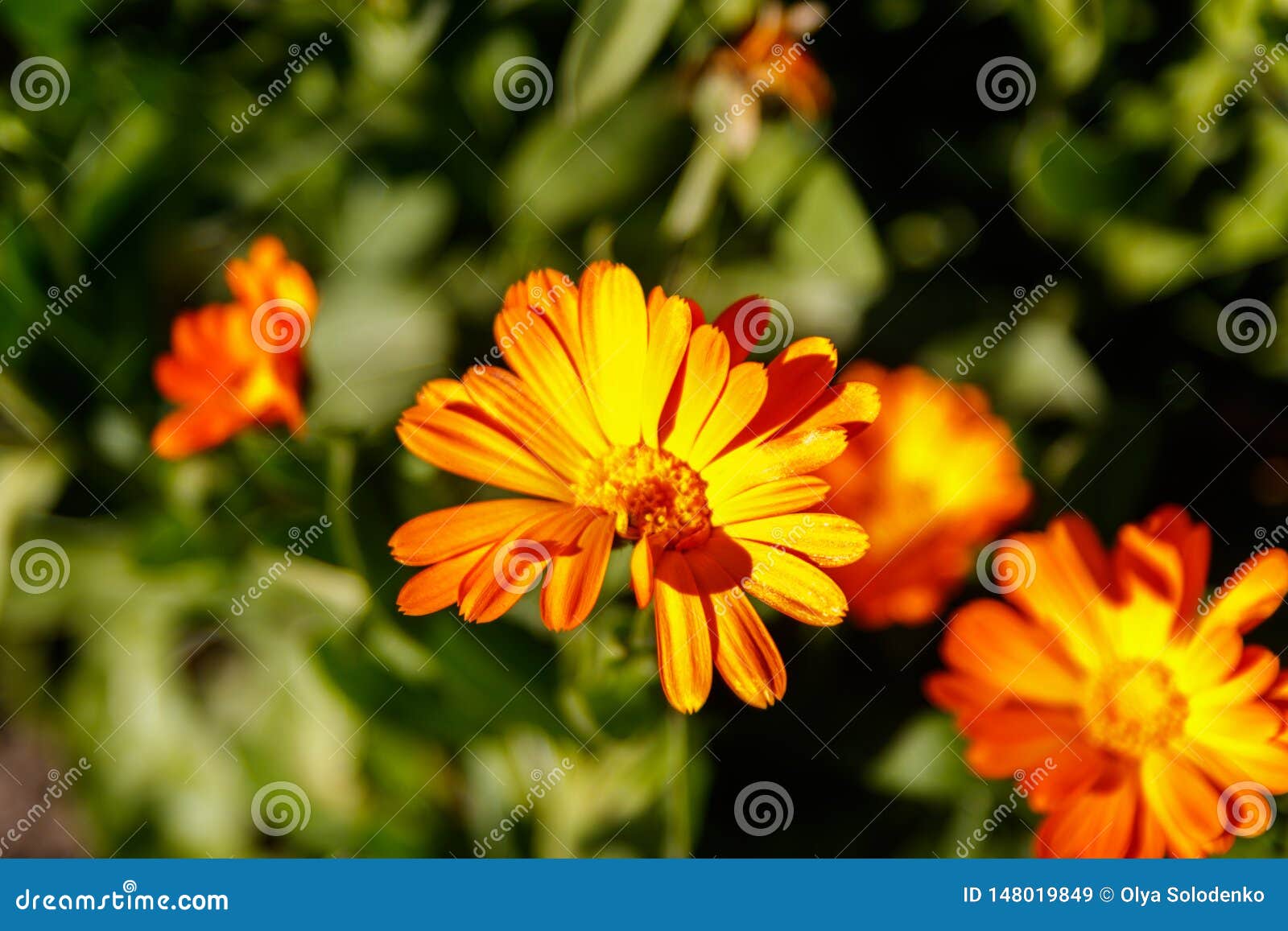 Orange Calendula Flower in Garden Stock Image - Image of marigold, herb ...