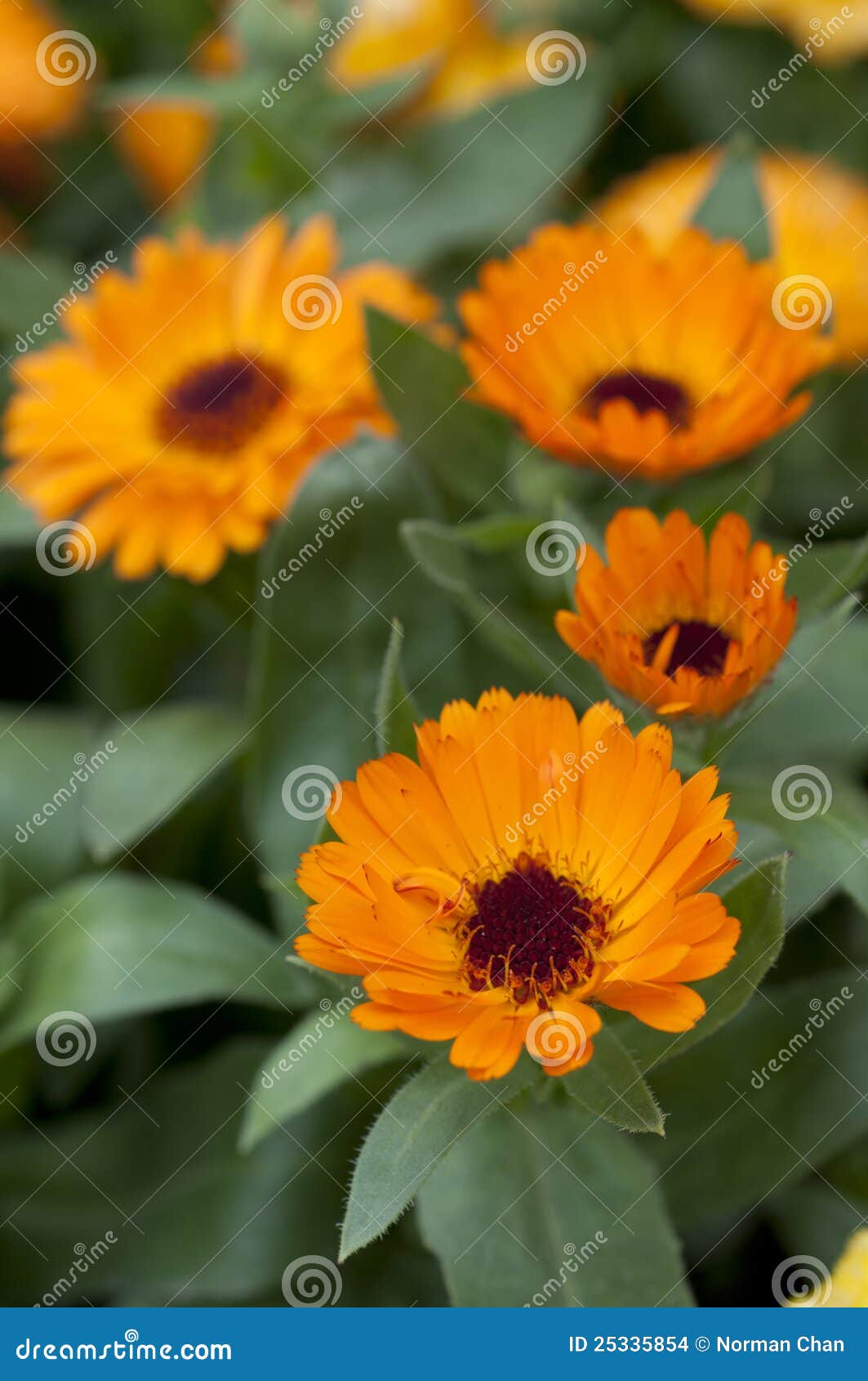 Orange Calendula Officinalis Stock Photo - Image of orange, officinalis ...