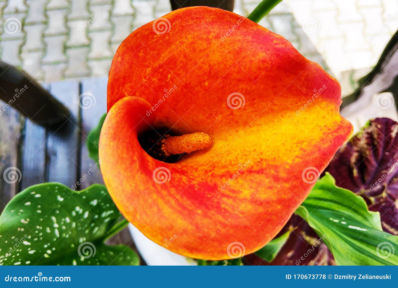 Orange Calla Lilies on Plants in the Garden Stock Photo - Image of ...