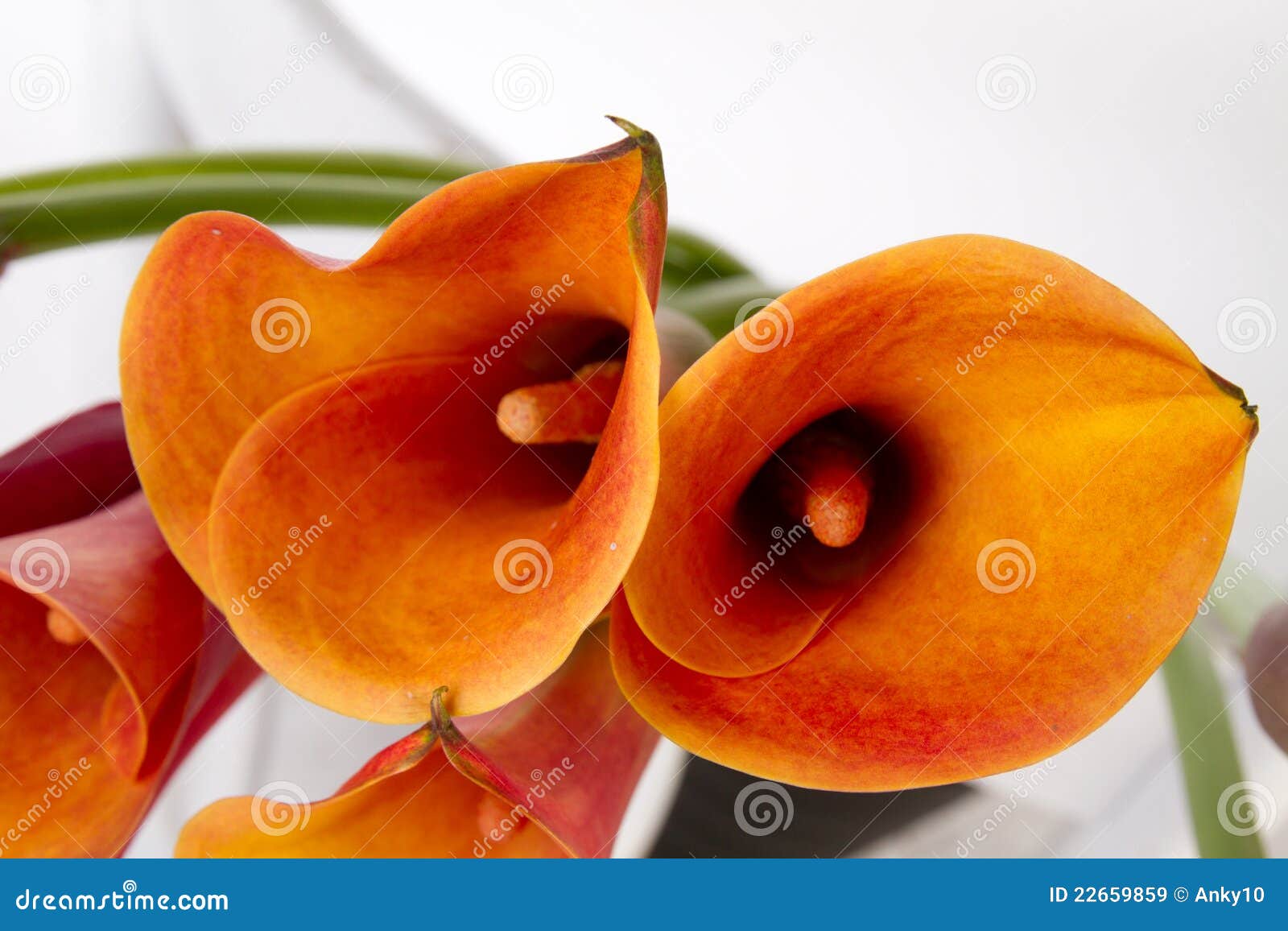 Orange Calla Lilies (Zantedeschia) Stock Image - Image of albomaculata ...