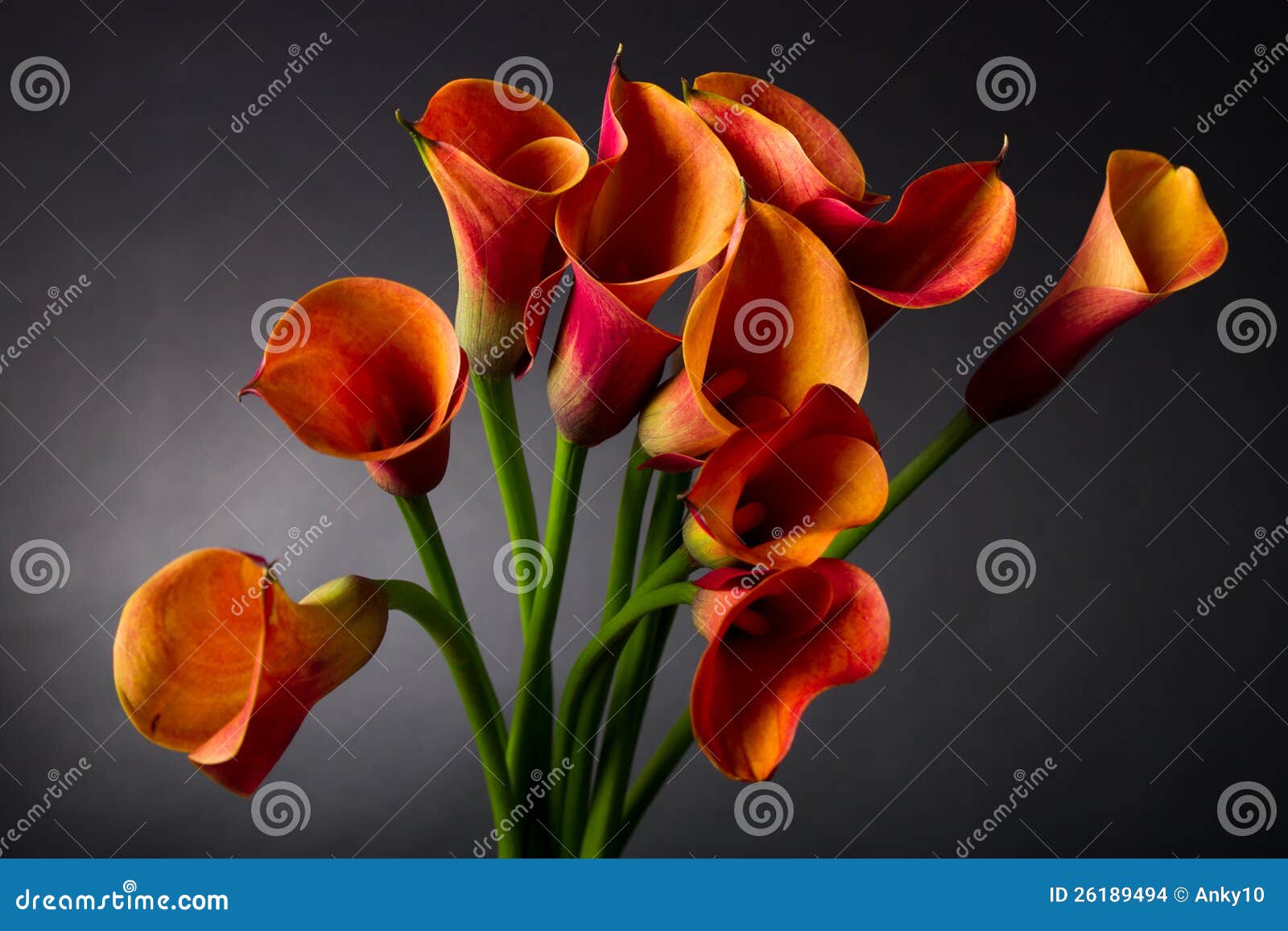 Orange Calla Lilies (Zantedeschia) Over Black Stock Photo - Image of ...