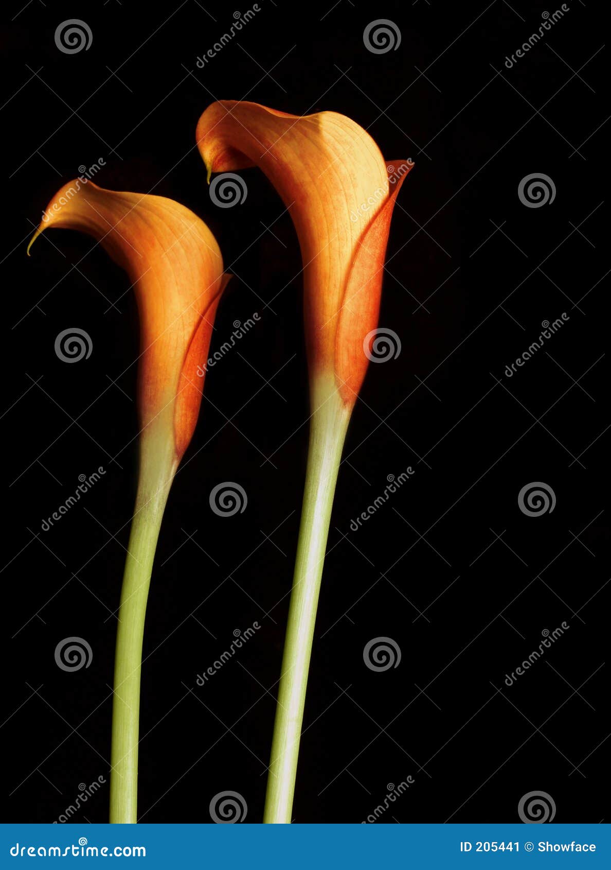 Orange Calla Lillies stock image. Image of lillies, stems - 205441