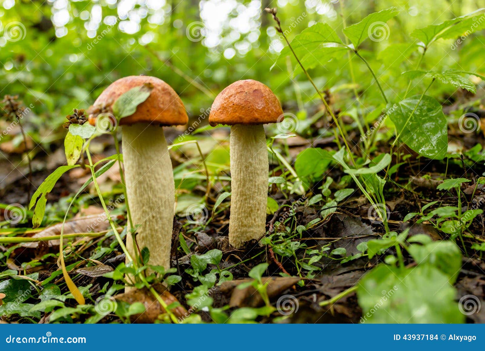 Orange cap boletes stock photo. Image of orange, boletus - 43937184