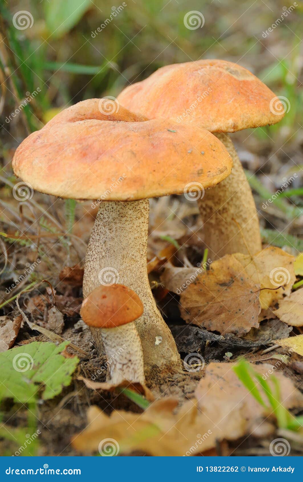 Orange-cap boletus stock photo. Image of mushroom, nature - 13822262